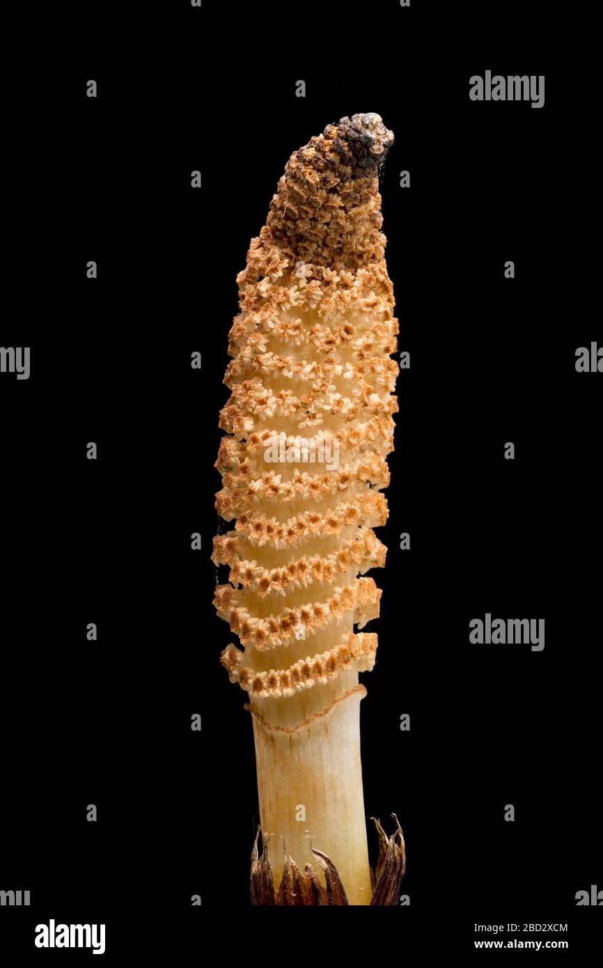 The fertile spore-bearing stem of a Horsetail fern, genus Equisetum, in ...