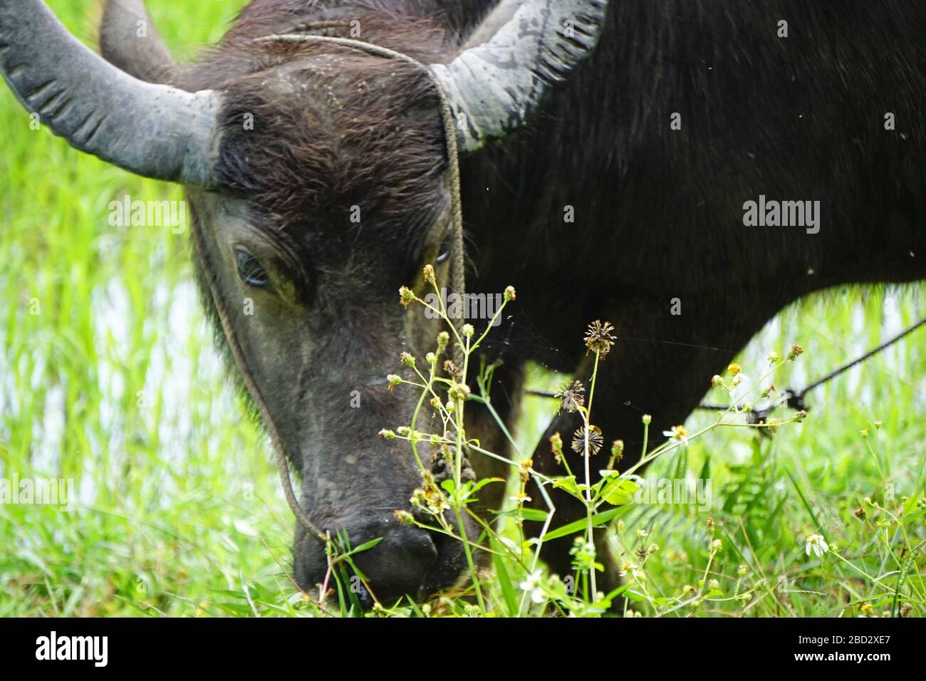 Young water buffalo hi-res stock photography and images - Alamy