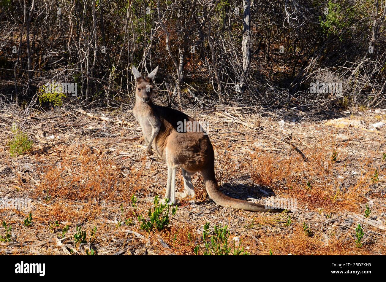 Kangaroo in natural habitat Stock Photo - Alamy