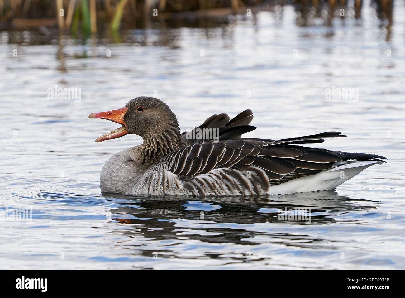 Greylag goose in its habitat in Denmark Stock Photo - Alamy