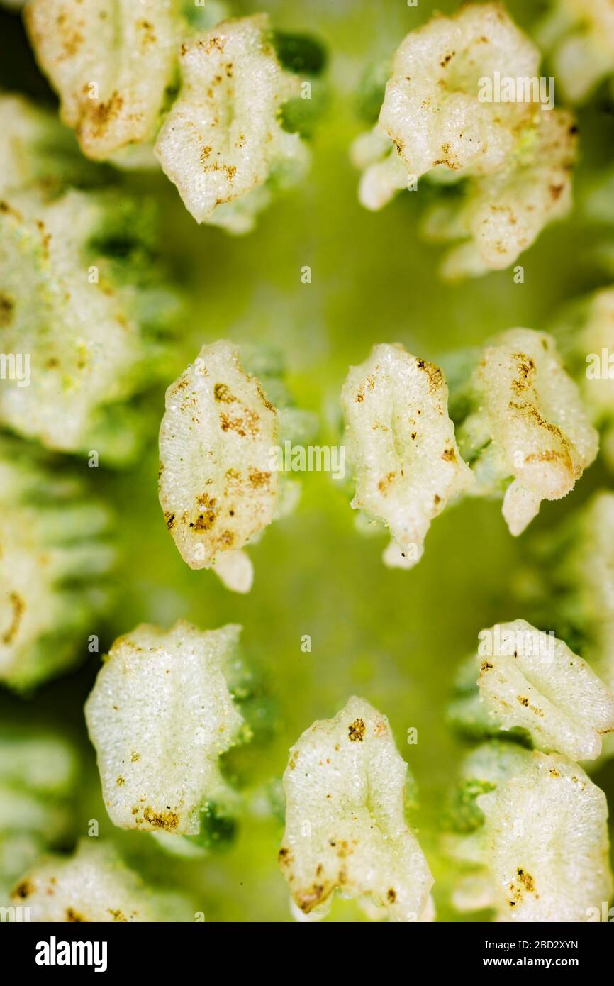 A close up of the developing fertile spore-bearing stem of a Horsetail ...