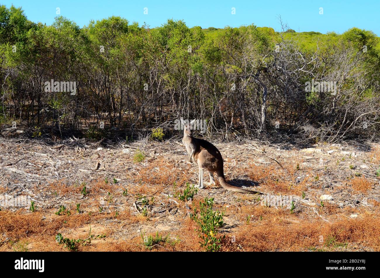 Kangaroo in natural habitat Stock Photo - Alamy