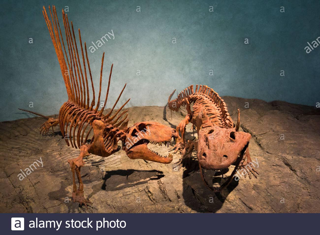 Palaeontology High Resolution Stock Photography and Images - Alamy