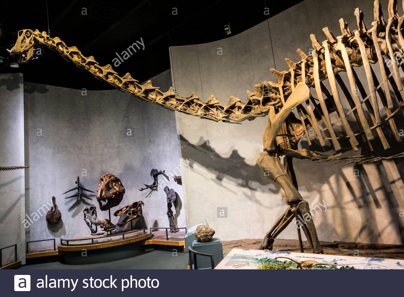 Diplodocus Diplodocus High Resolution Stock Photography and Images - Alamy