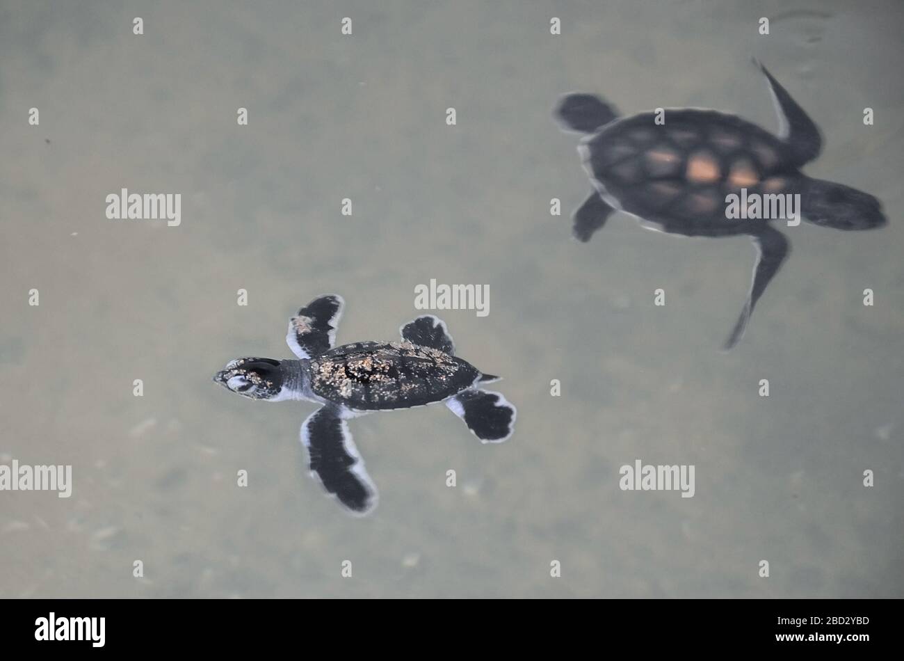 little kids turtles swim in the pool, underwater world of the ocean ...