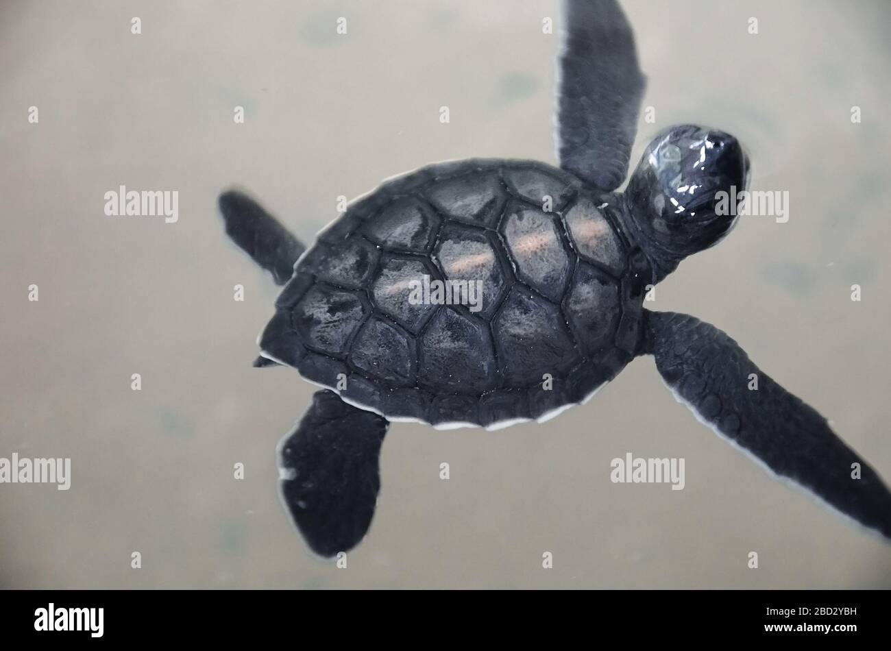little kids turtles swim in the pool, underwater world of the ocean ...