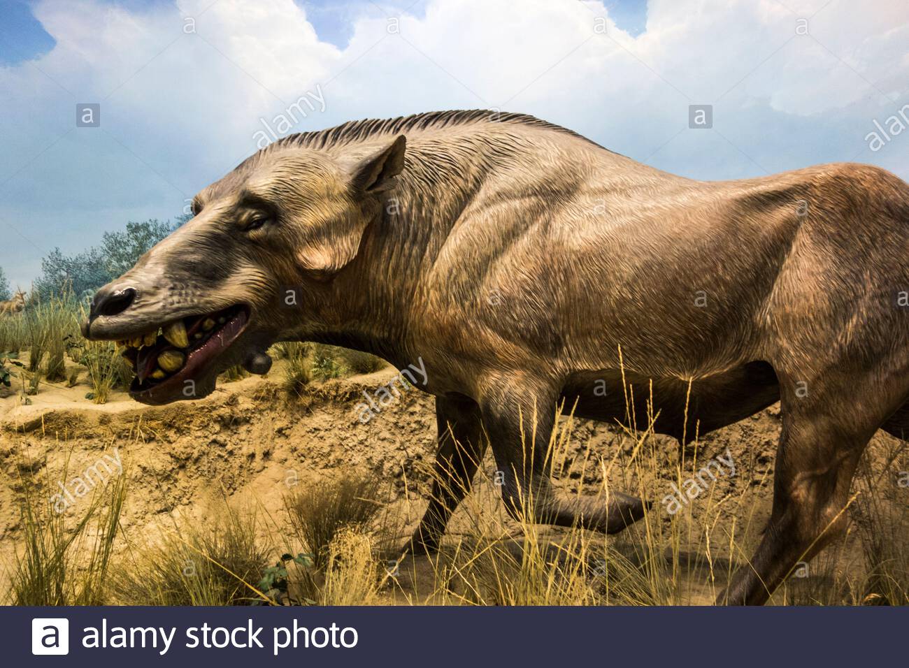 Primitive Nature High Resolution Stock Photography and Images - Alamy