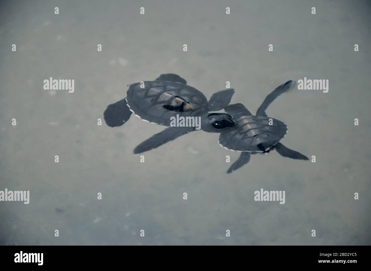 little kids turtles swim in the pool, underwater world of the ocean ...