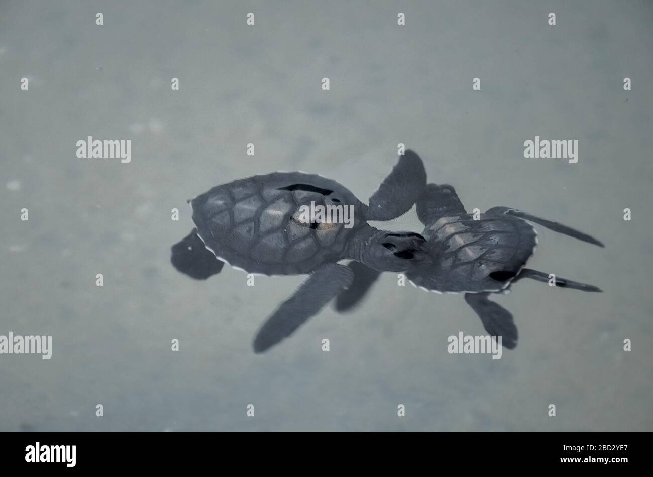 little kids turtles swim in the pool, underwater world of the ocean ...