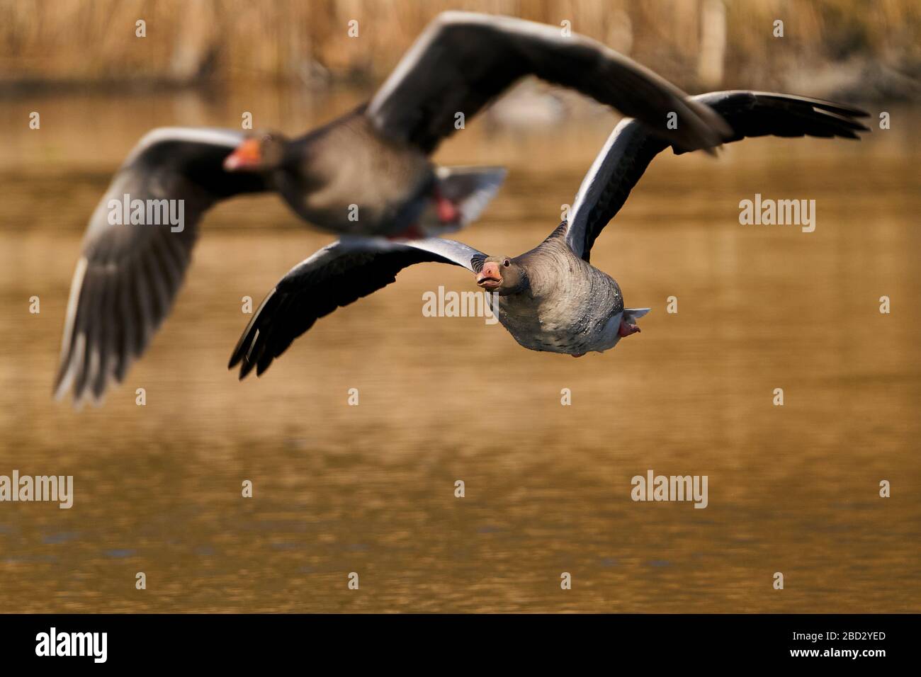 Greylag geese in flight in their habitat in Denmark Stock Photo - Alamy