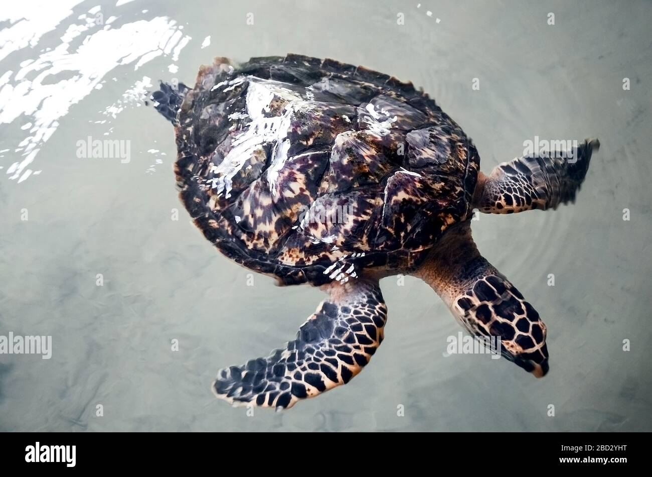 Big young turtles swim in the water, environmental pollution, saving ...
