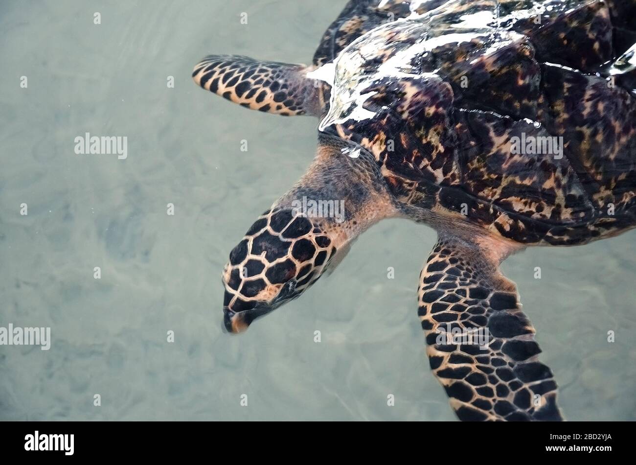 Big young turtles swim in the water, environmental pollution, saving ...