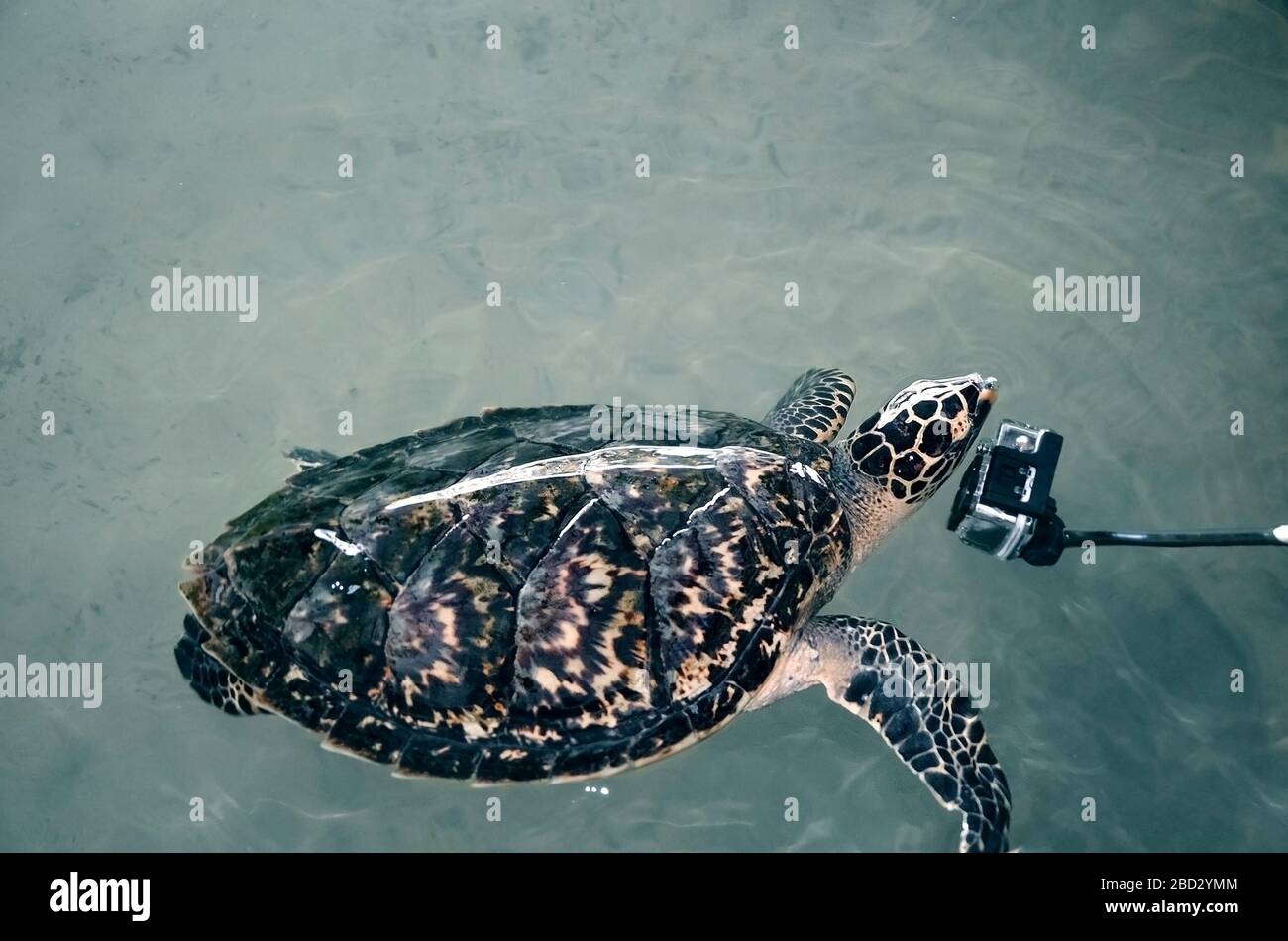 Beautiful big turtle swim in ocean near camera, video filming ...