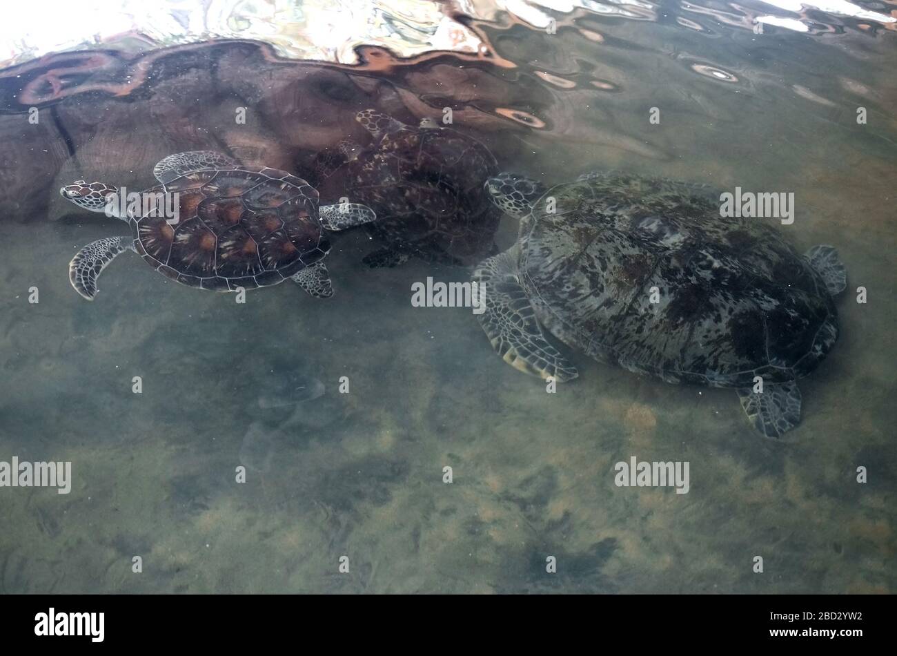 Big young turtles swim in the water, environmental pollution, saving ...