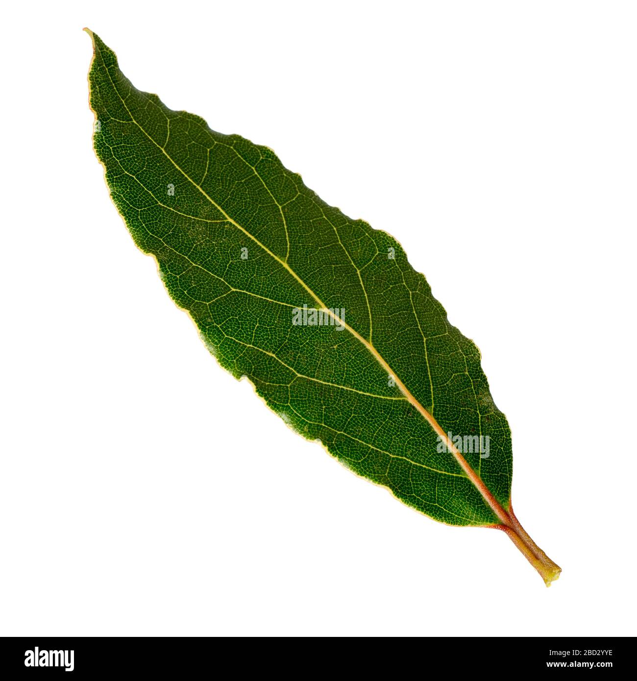 Laurel leaf isolated on white background Stock Photo - Alamy