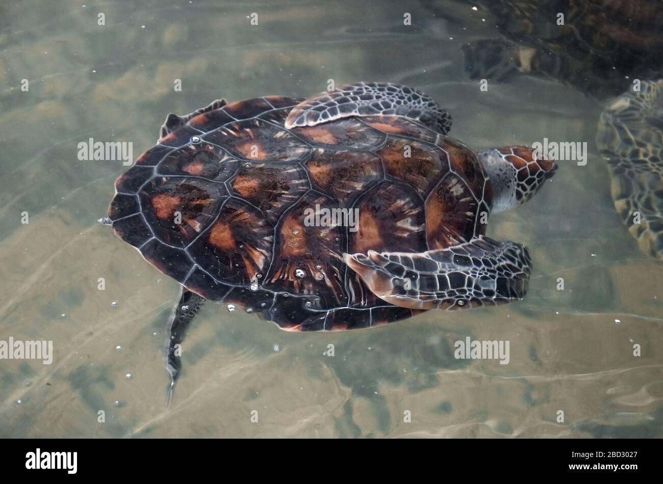 Big young turtles swim in the water, environmental pollution, saving ...