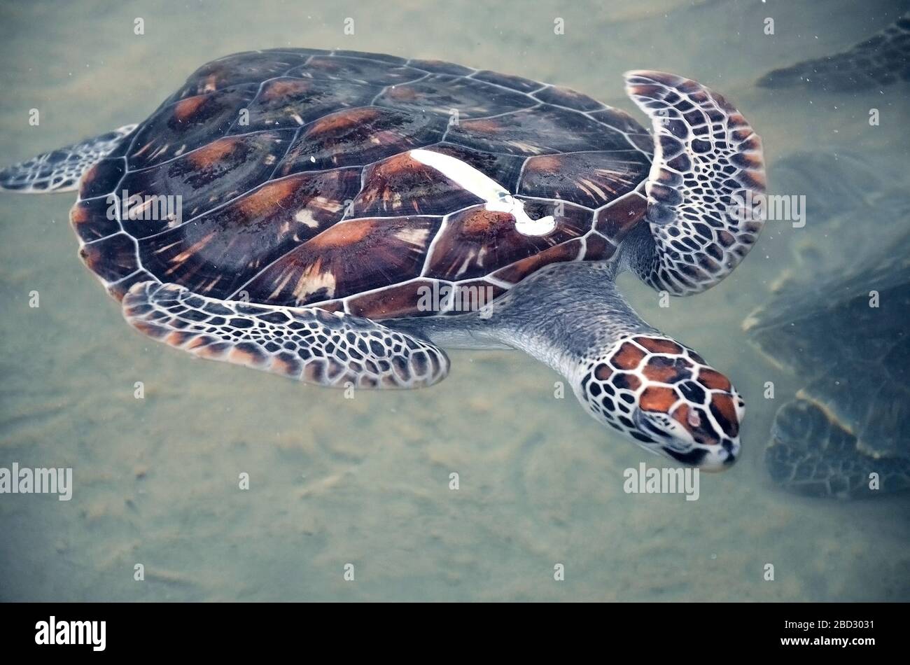Big young turtles swim in the water, environmental pollution, saving ...