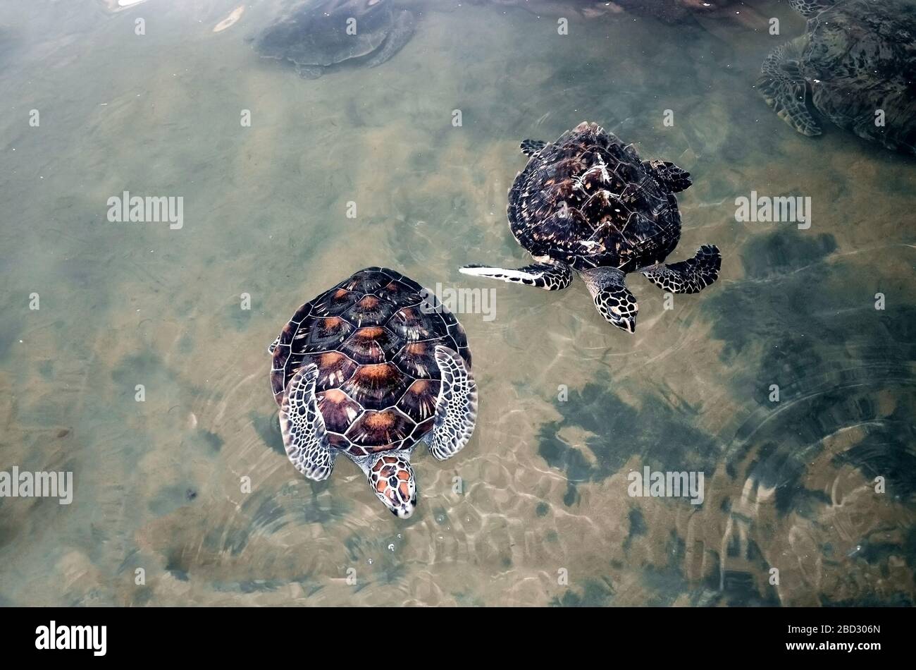 Big young turtles swim in the water, environmental pollution, saving ...