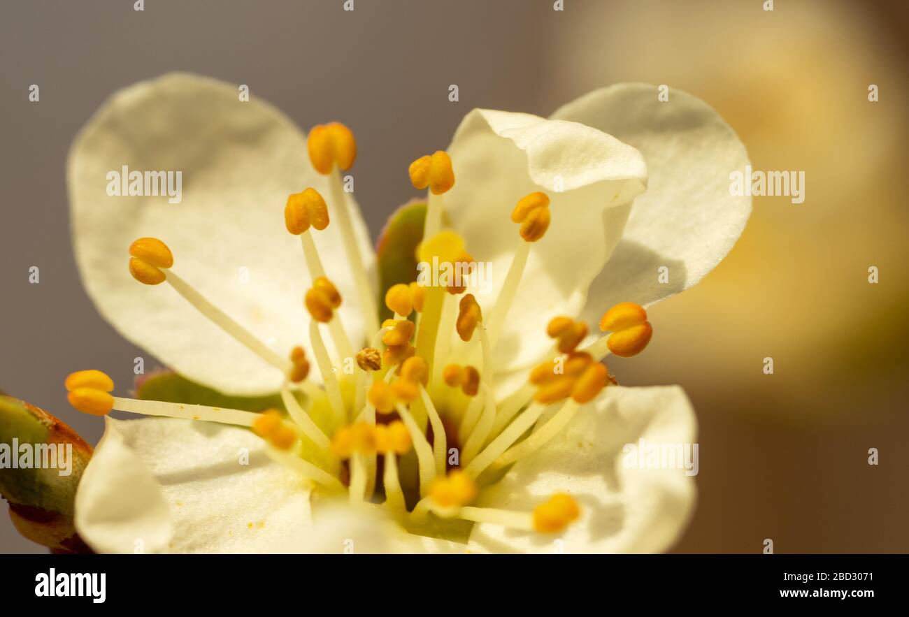Apricot blossom hi-res stock photography and images - Alamy