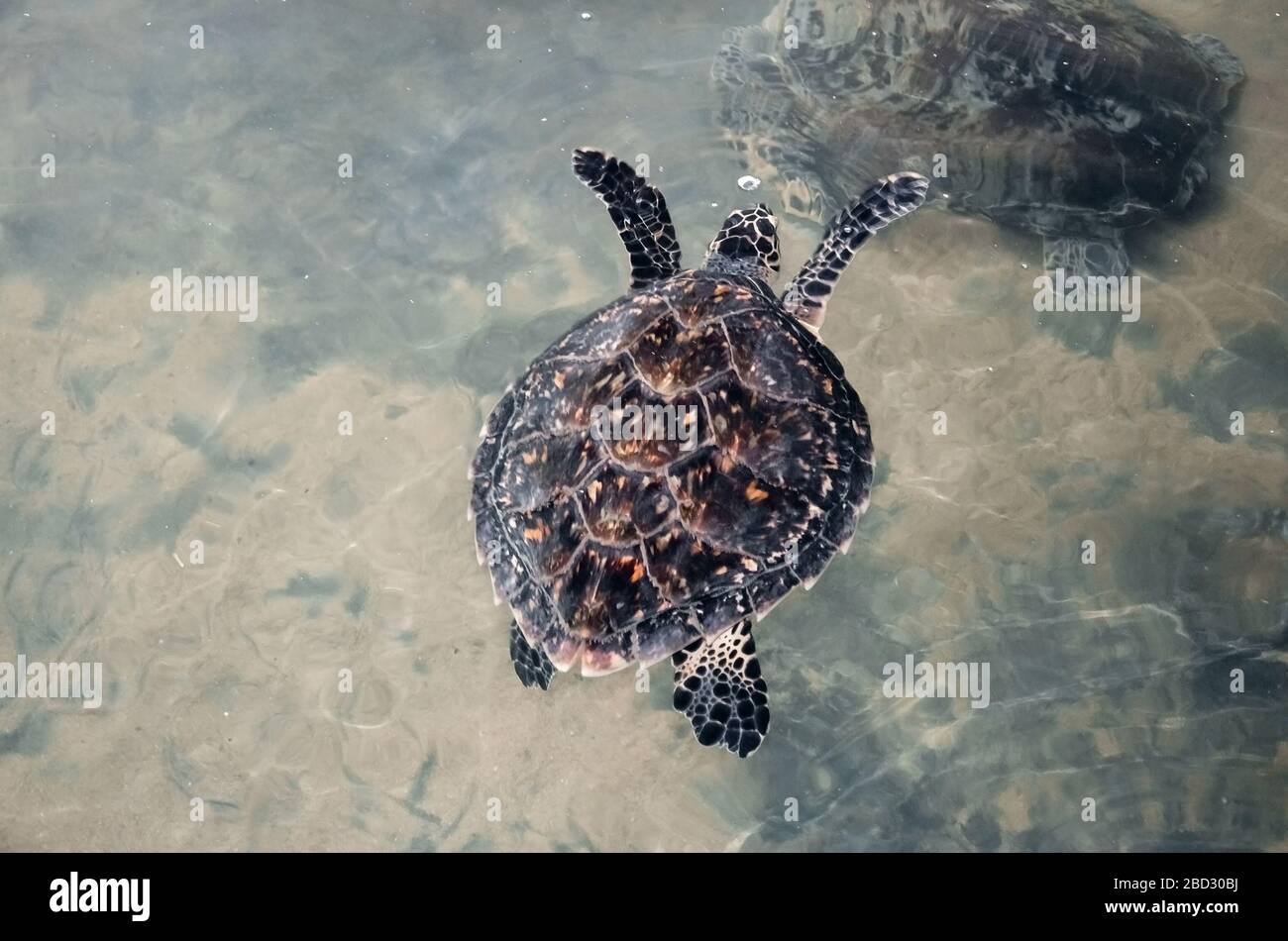 Big young turtles swim in the water, environmental pollution, saving ...