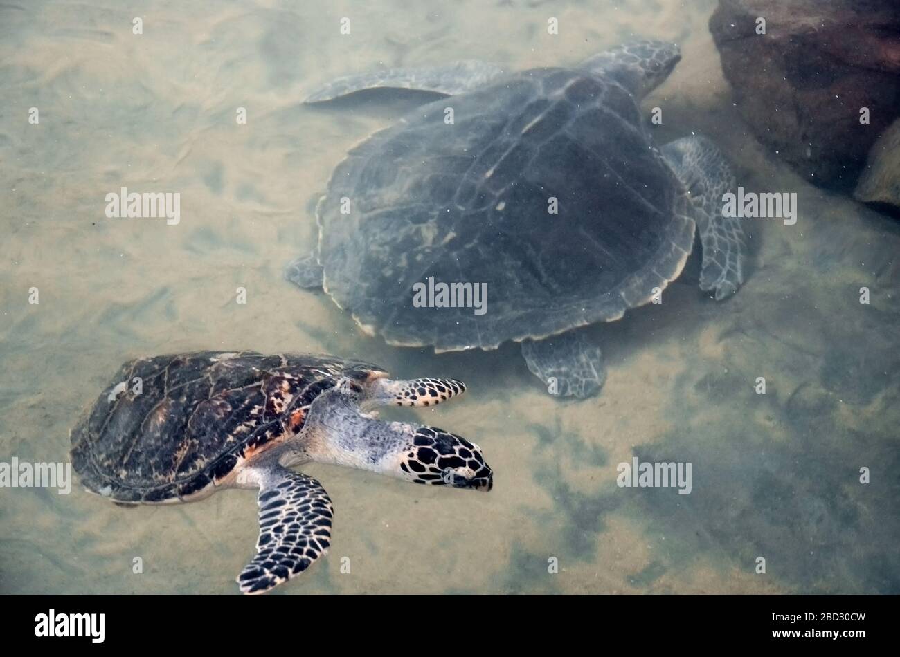 Big young turtles swim in the water, environmental pollution, saving ...