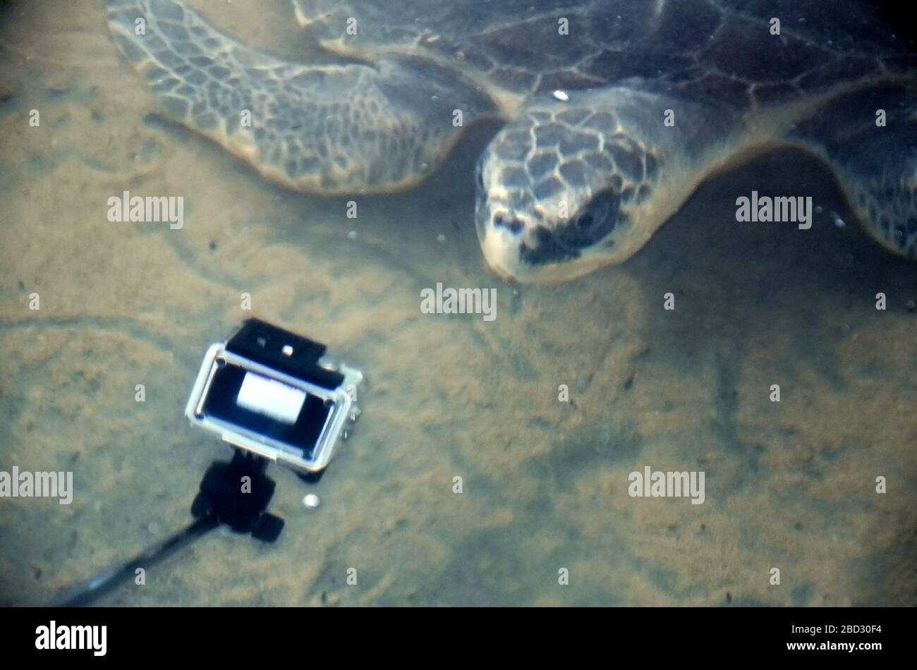 Beautiful big turtle swim in ocean near camera, video filming ...