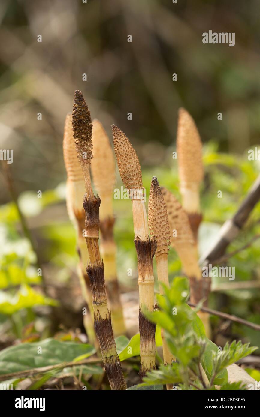 Horsetails Labeled