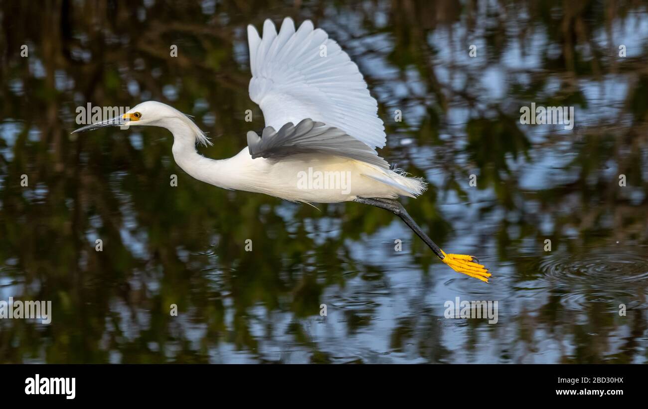 A Snowy Egret (Egretta thula) flying over water in the Merritt Island ...
