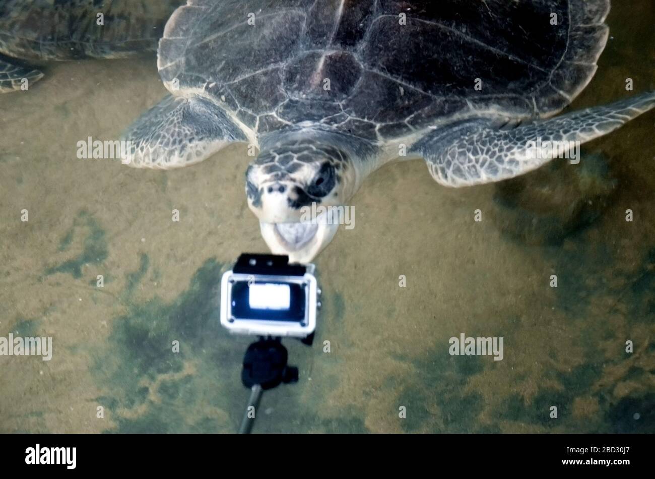 Beautiful big turtle swim in ocean near camera, video filming ...
