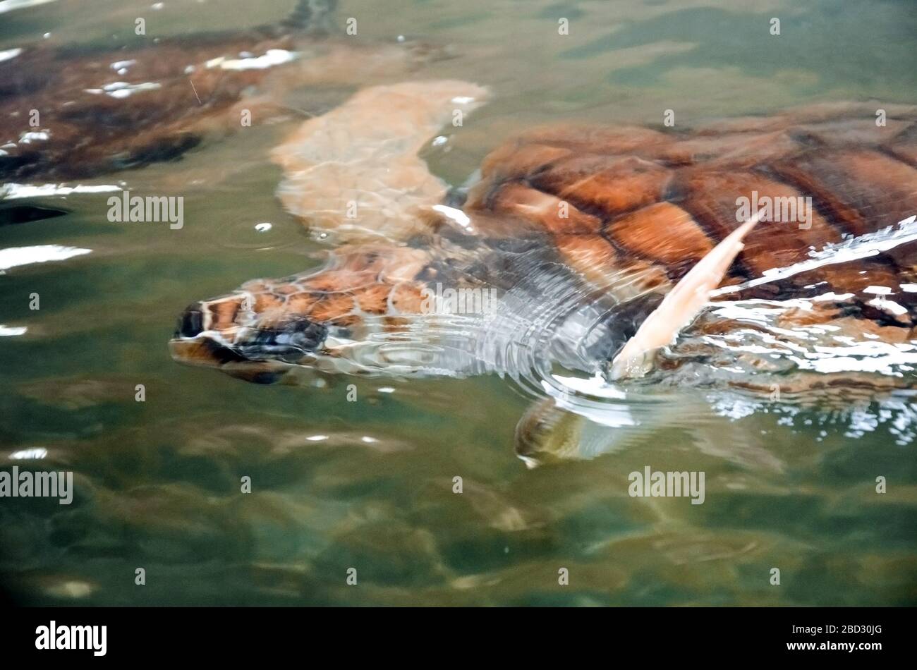 Big young turtles swim in the water, environmental pollution, saving ...