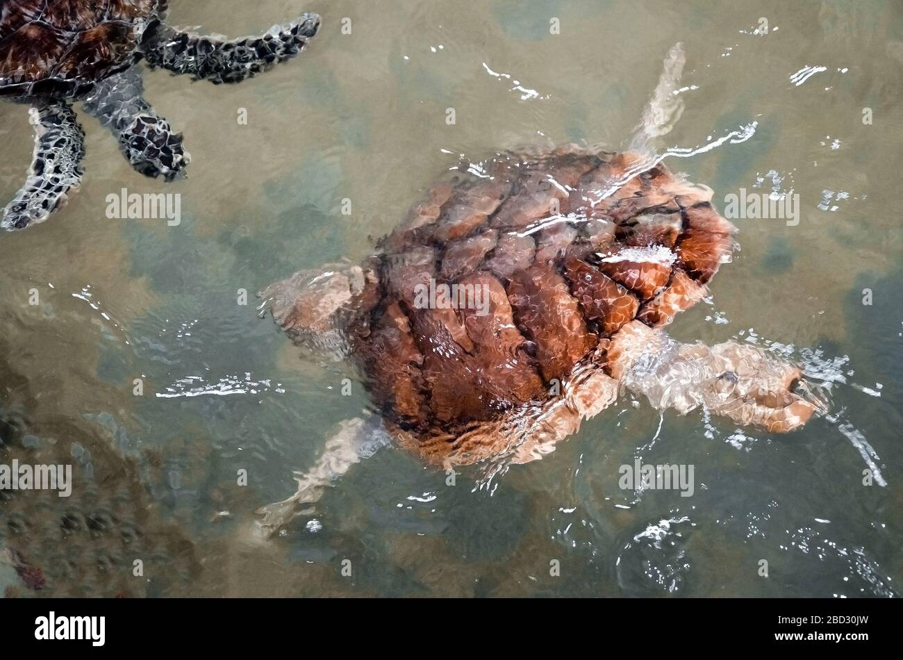 Big young turtles swim in the water, environmental pollution, saving ...