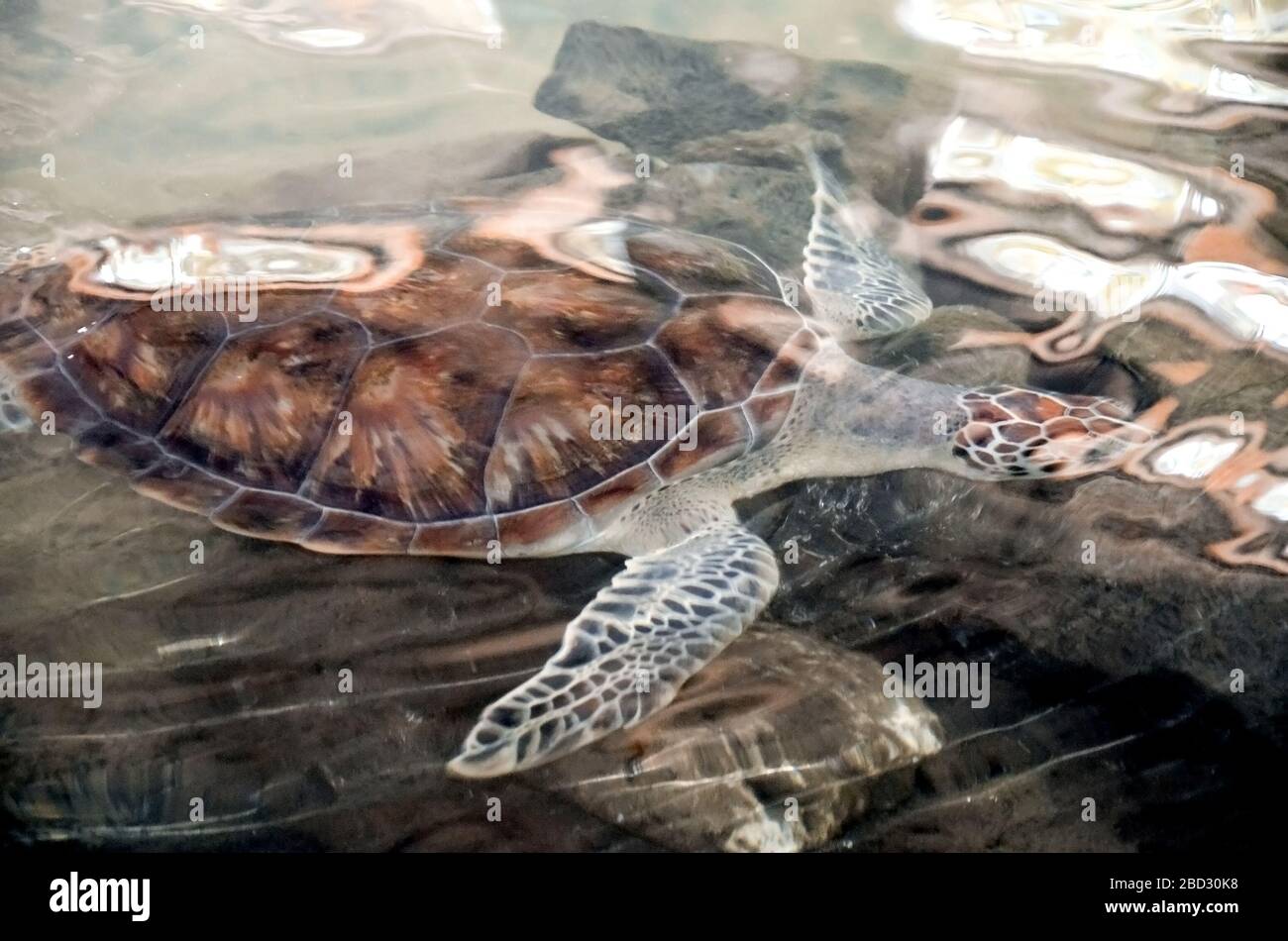 Big young turtles swim in the water, environmental pollution, saving ...
