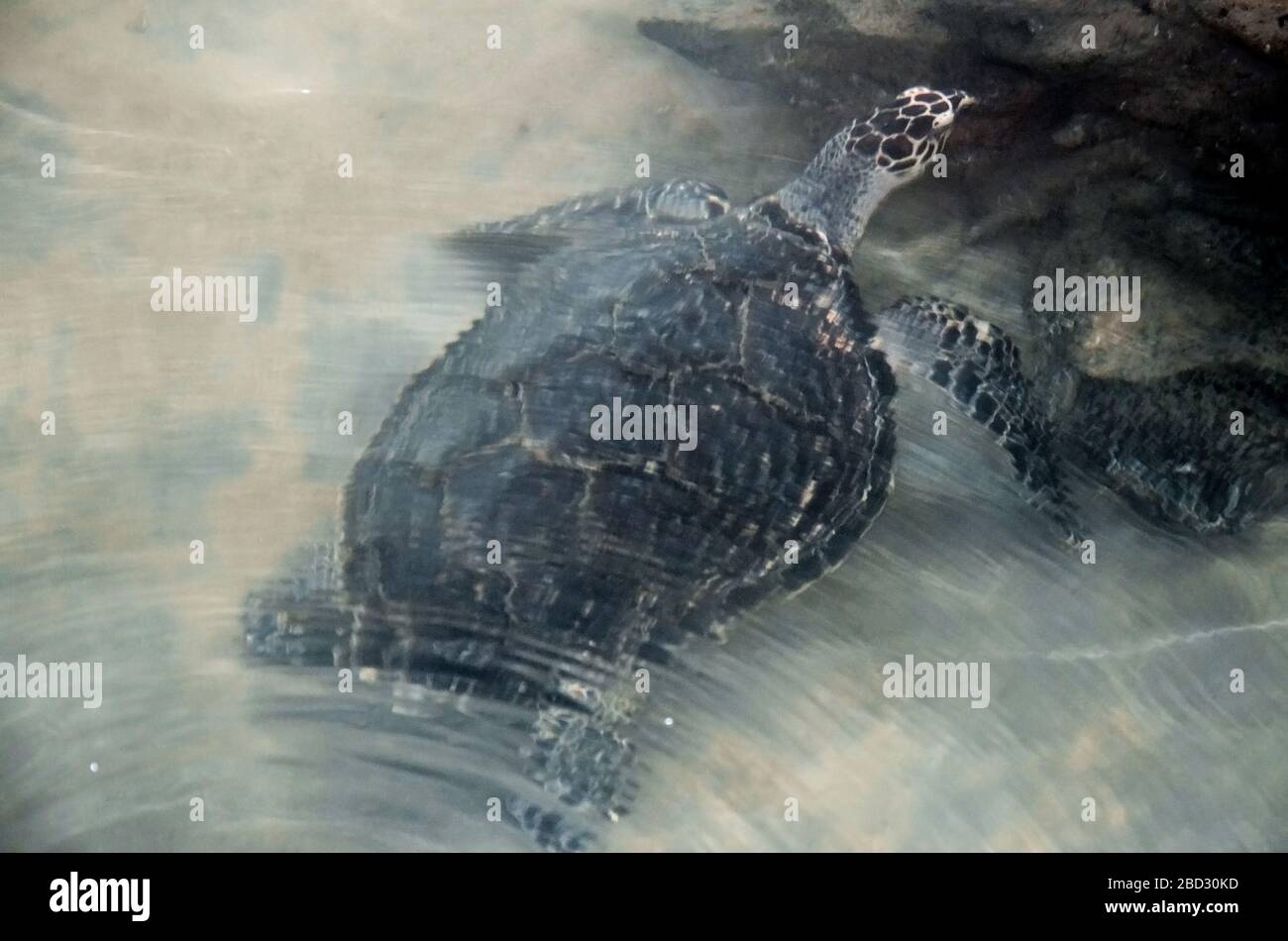 Big young turtles swim in the water, environmental pollution, saving ...