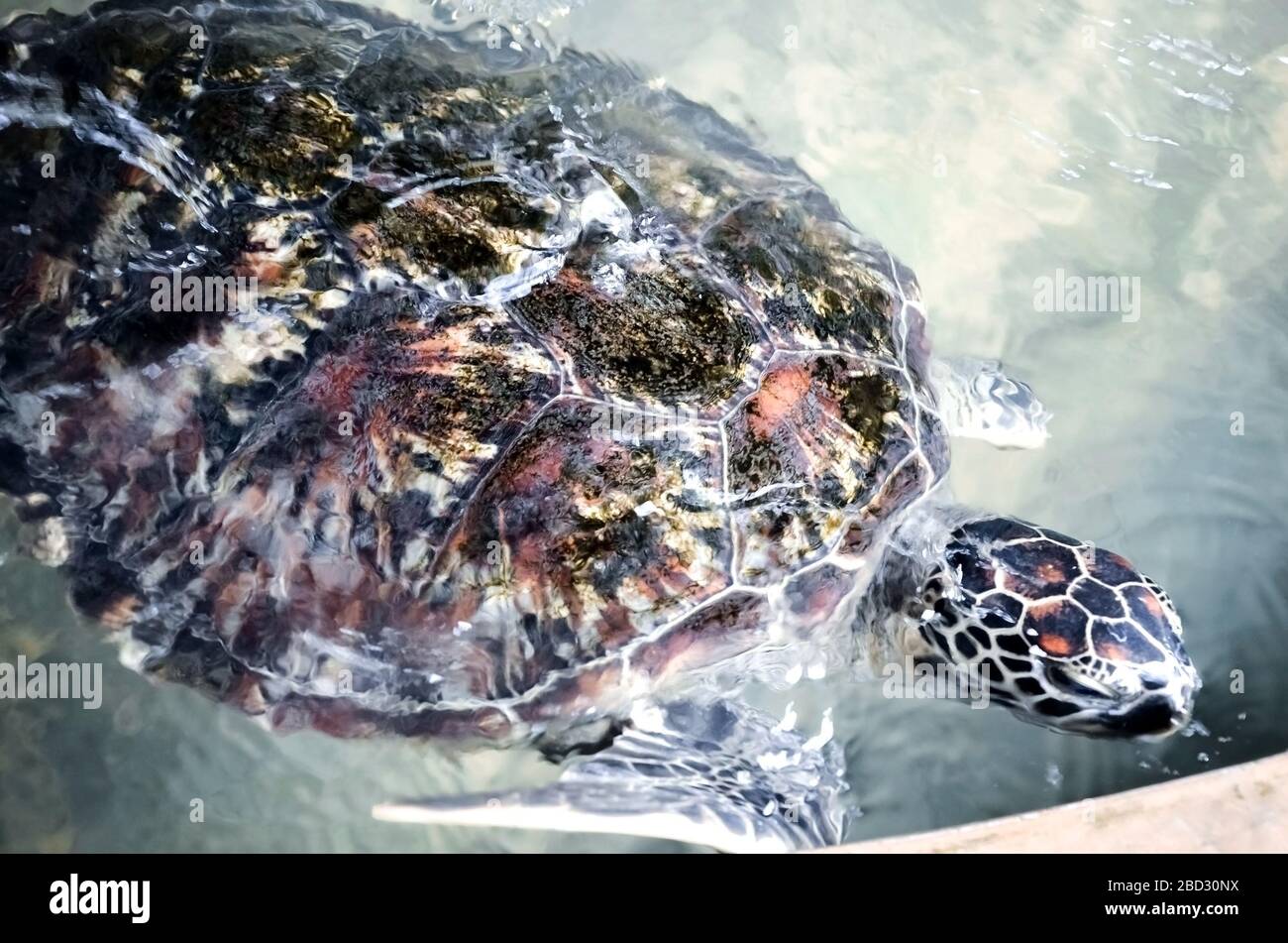 Save reptiles hi-res stock photography and images - Alamy