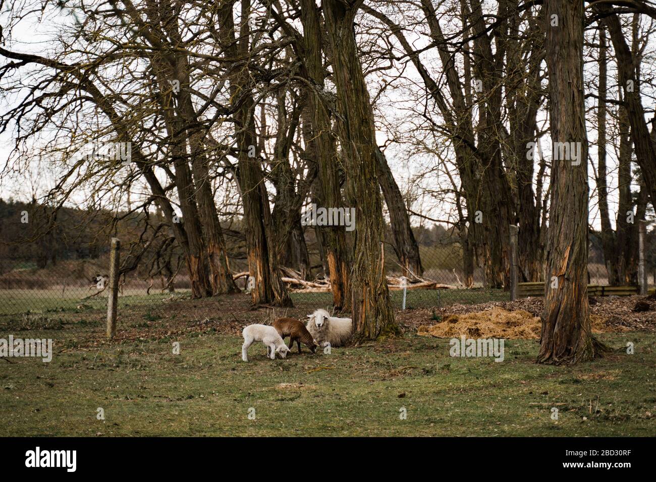 Sheep and lambs on a farm and grass outside in moody cloudy weather ...