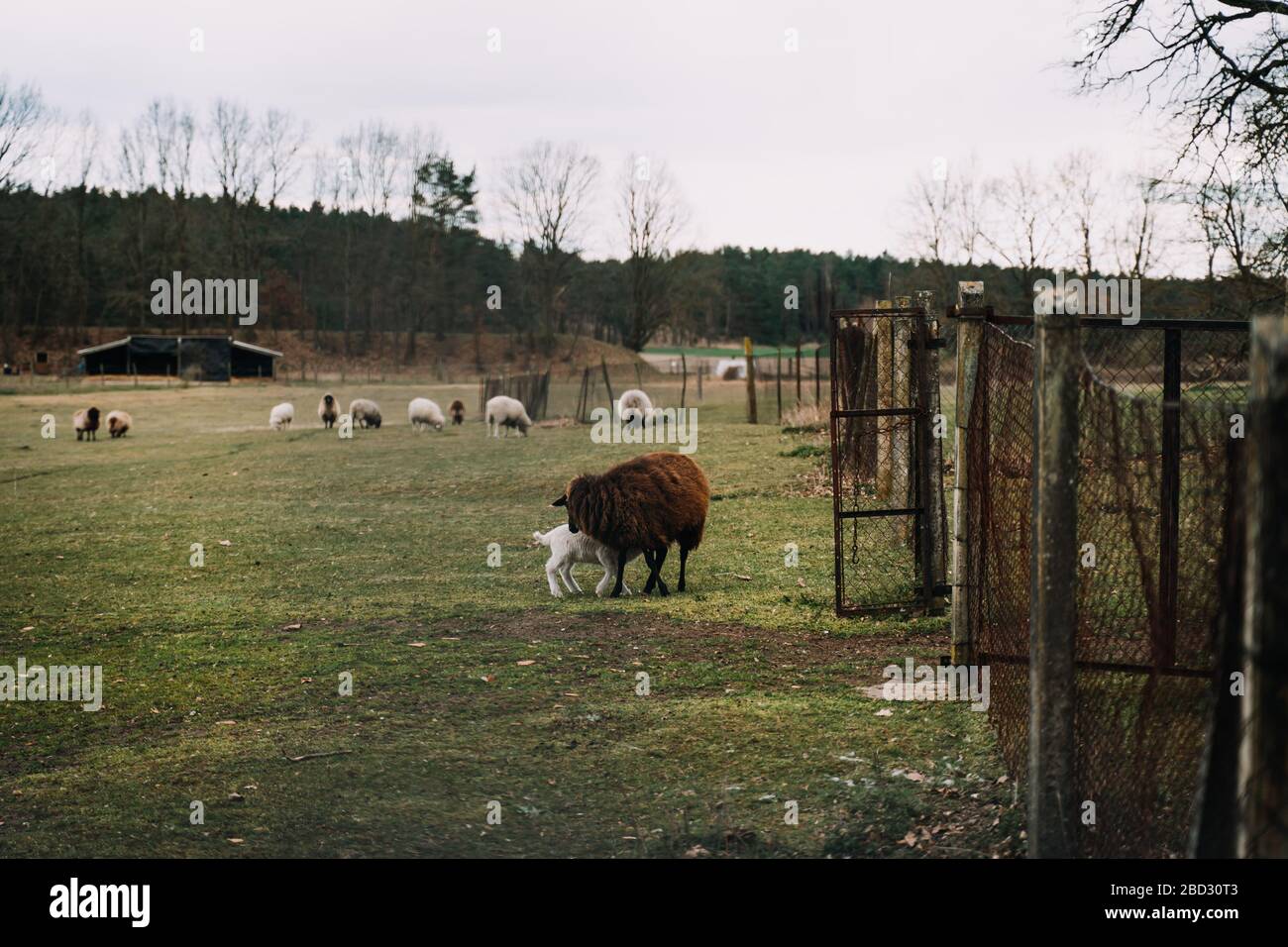 Sheep and lambs grazing on a farm and grass outside in moody cloudy ...