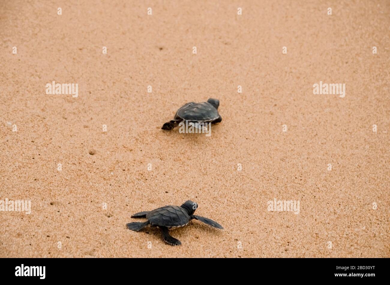 Two little turtles crawl along the sand on the ocean to the water ...