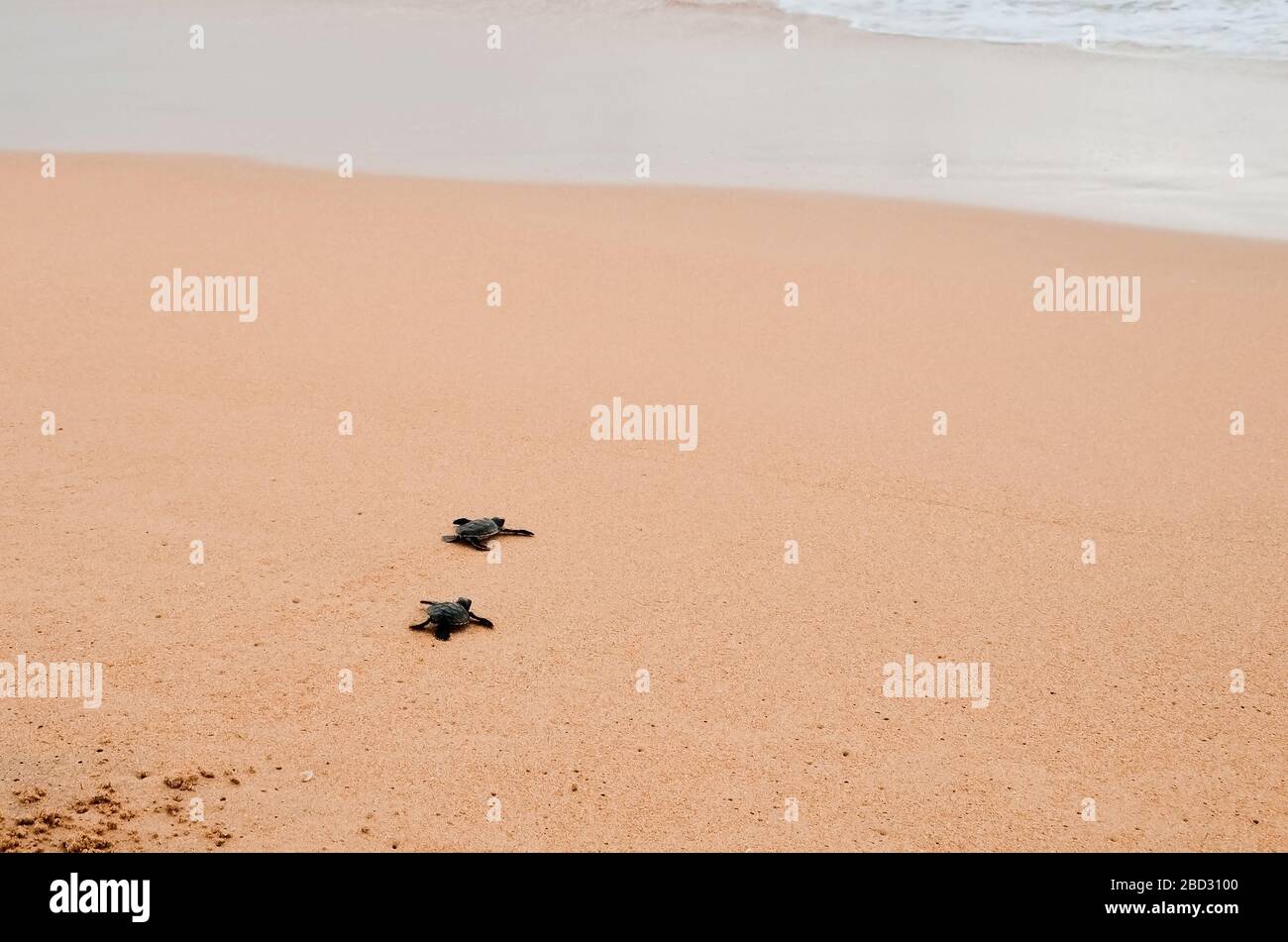 Two little turtles crawl along the sand on the ocean to the water ...