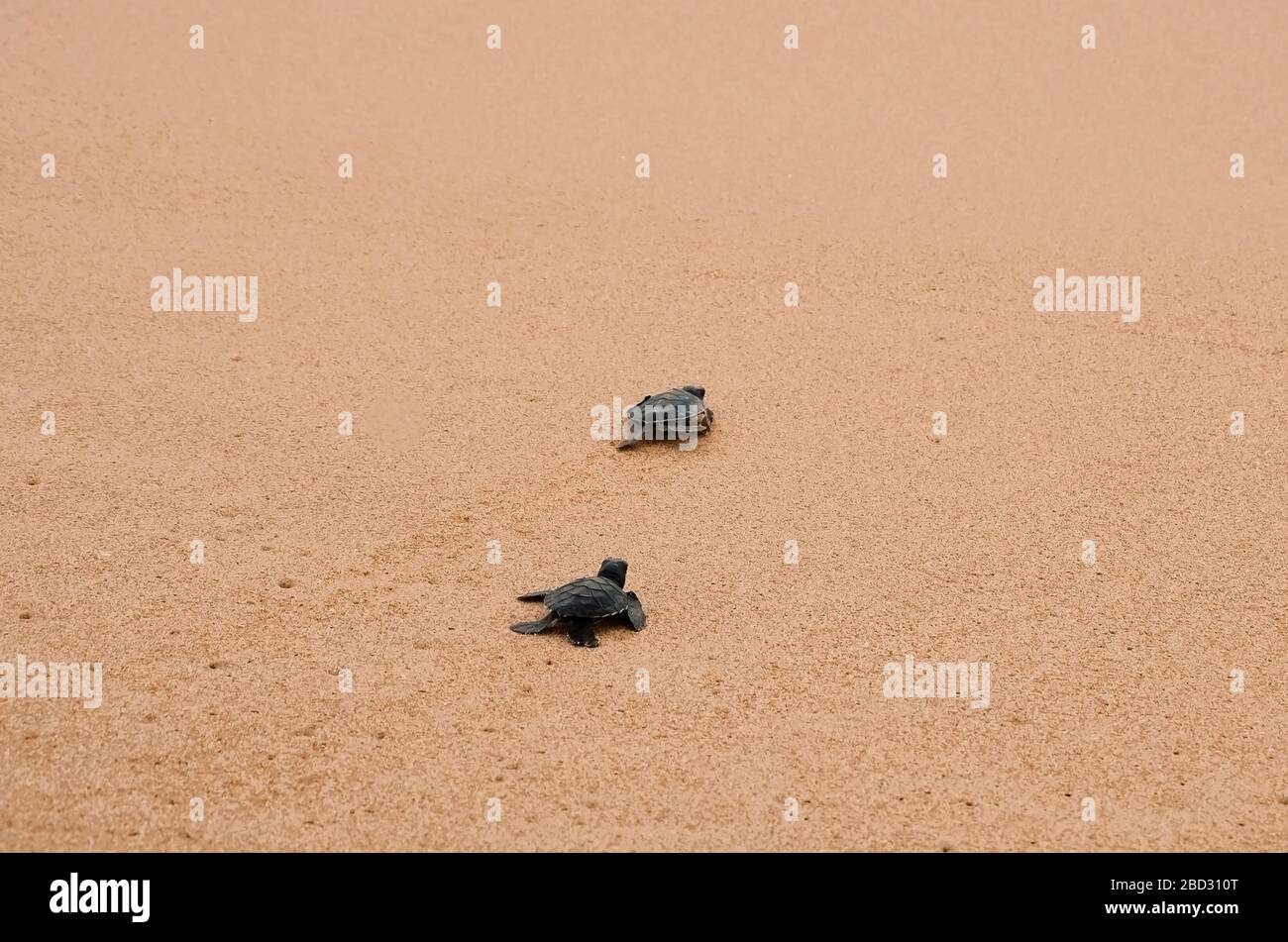 Two little turtles crawl along the sand on the ocean to the water ...