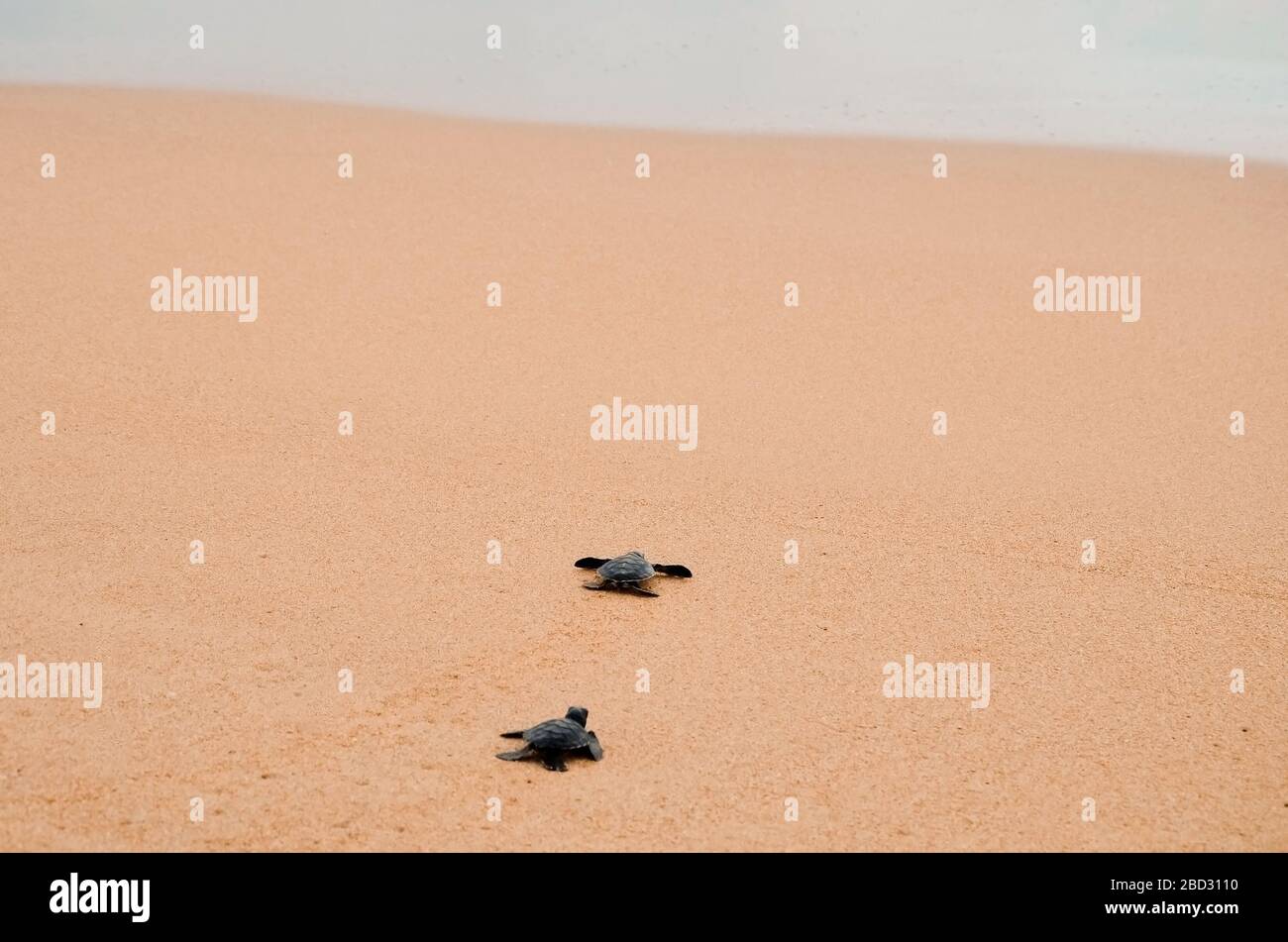 Two little turtles crawl along the sand on the ocean to the water ...