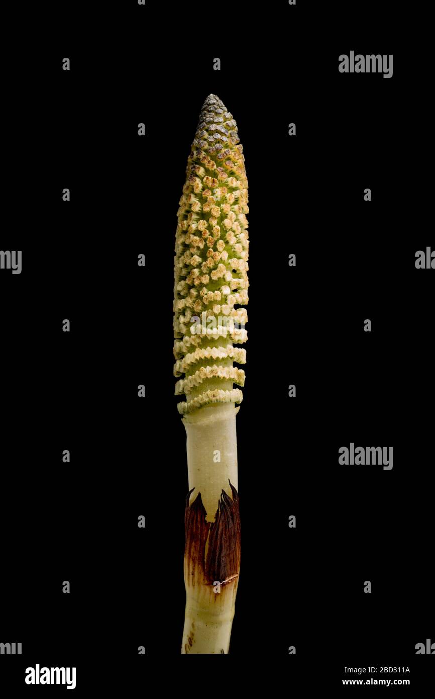 The fertile spore-bearing stem of a Horsetail fern, genus Equisetum, in ...