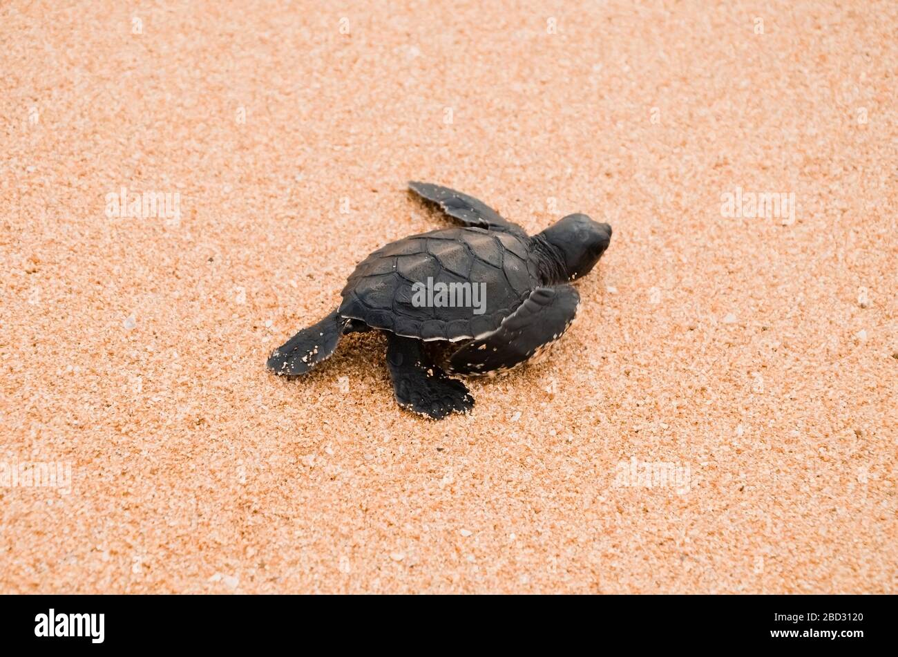 Two little turtles crawl along the sand on the ocean to the water ...