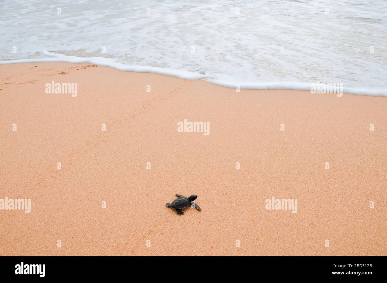 Two little turtles crawl along the sand on the ocean to the water ...