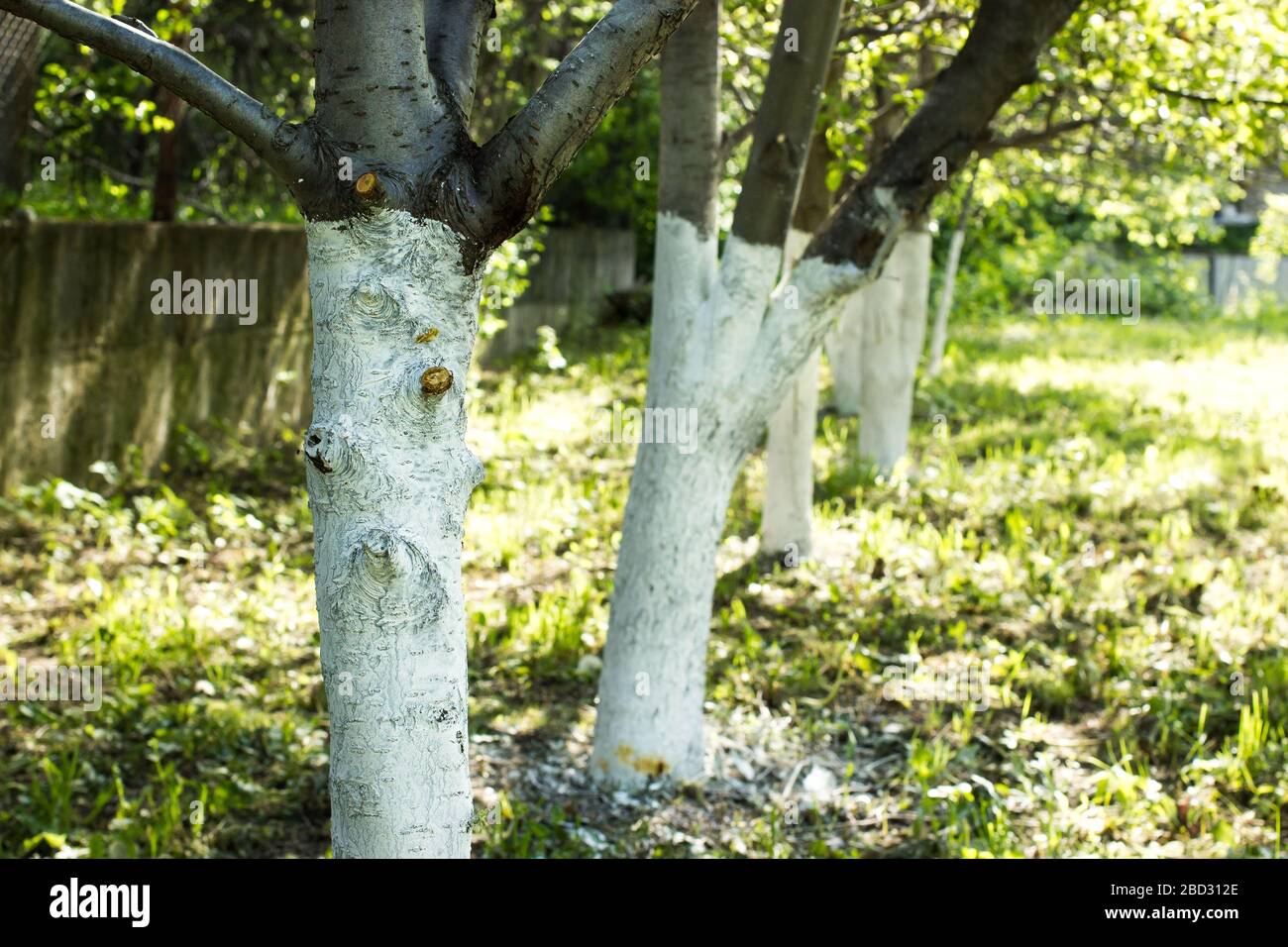 Tree bleach painting as insect protection in garden Stock Photo - Alamy