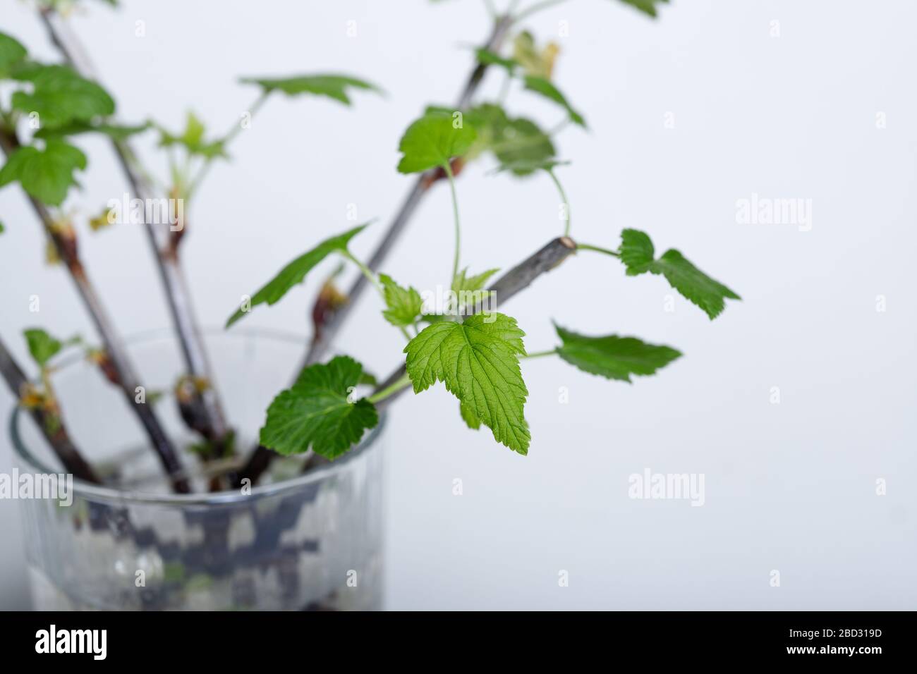 Cuttings of black currant on a white background. Cuttings Stock Photo ...