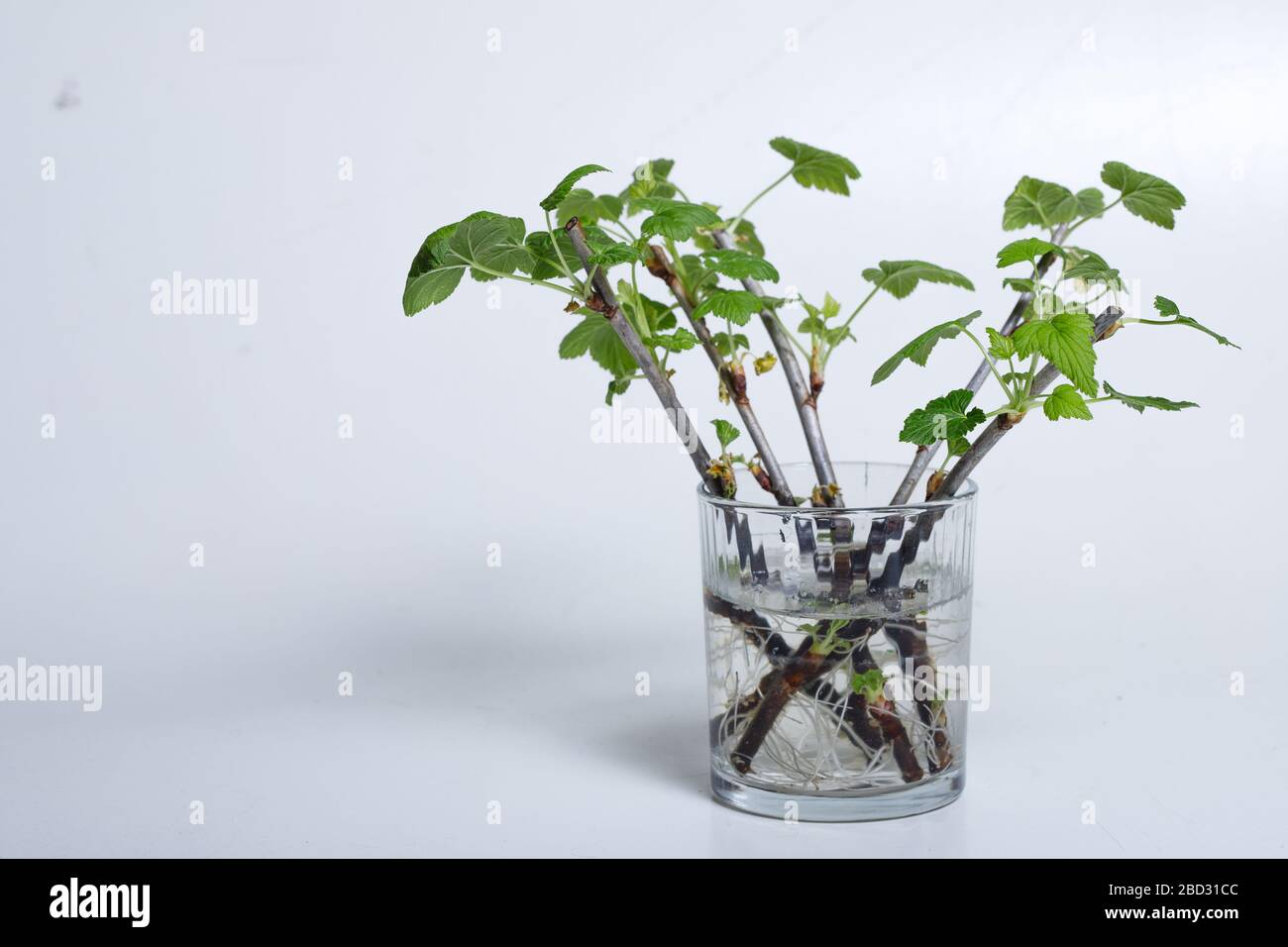 Cuttings of black currant on a white background. Cuttings Stock Photo ...