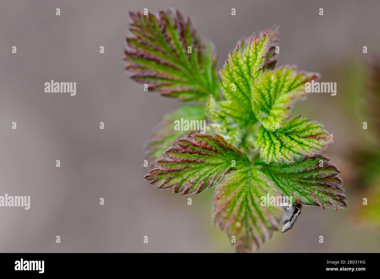 Green raspberry sprout small leaves hi-res stock photography and images ...