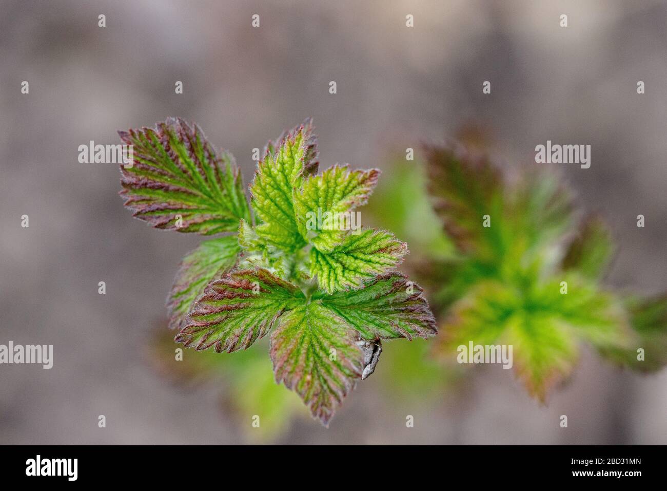 Young twig of raspberry bush in a spring Stock Photo - Alamy