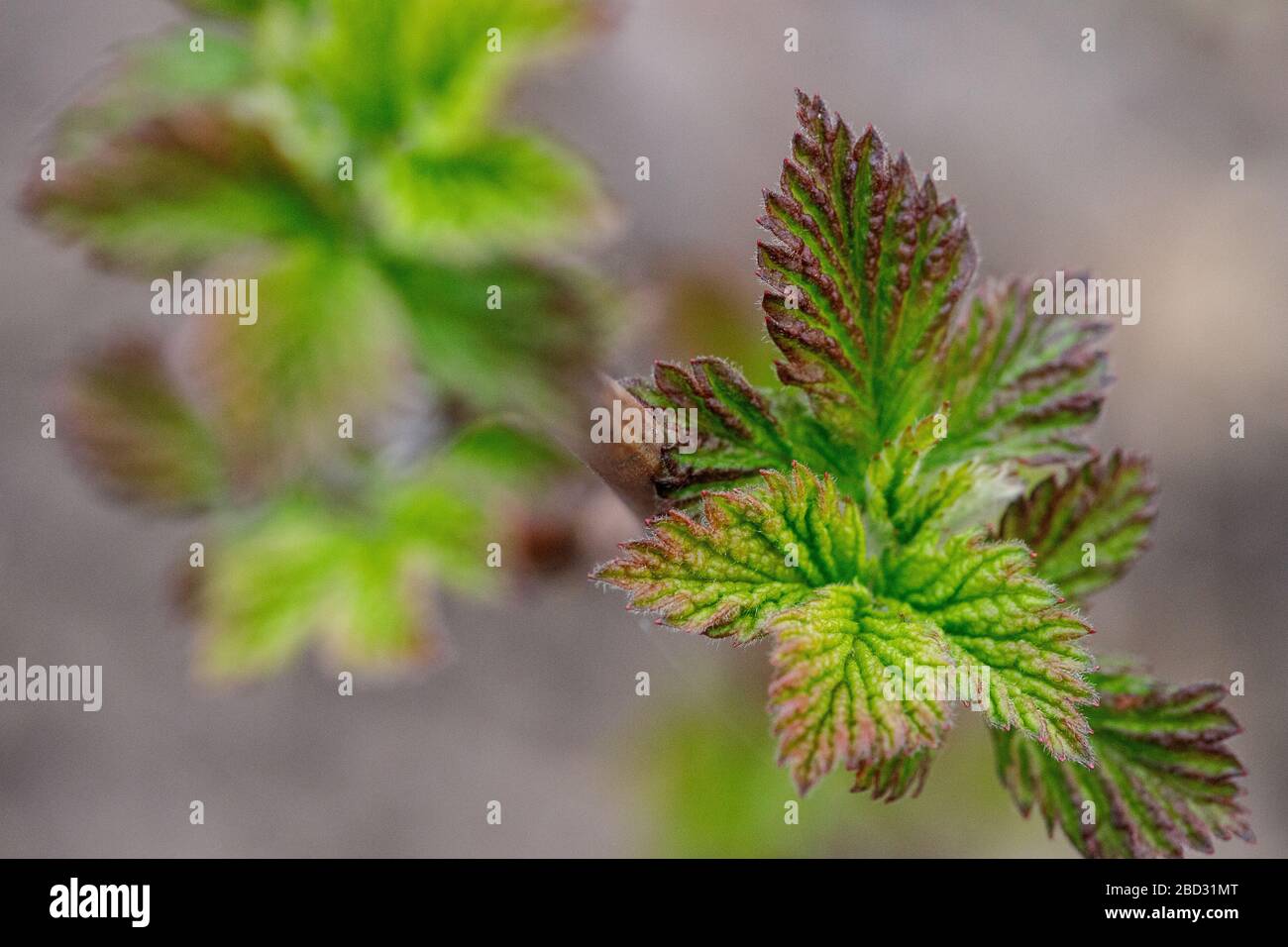 Young twig of raspberry bush in a spring Stock Photo - Alamy