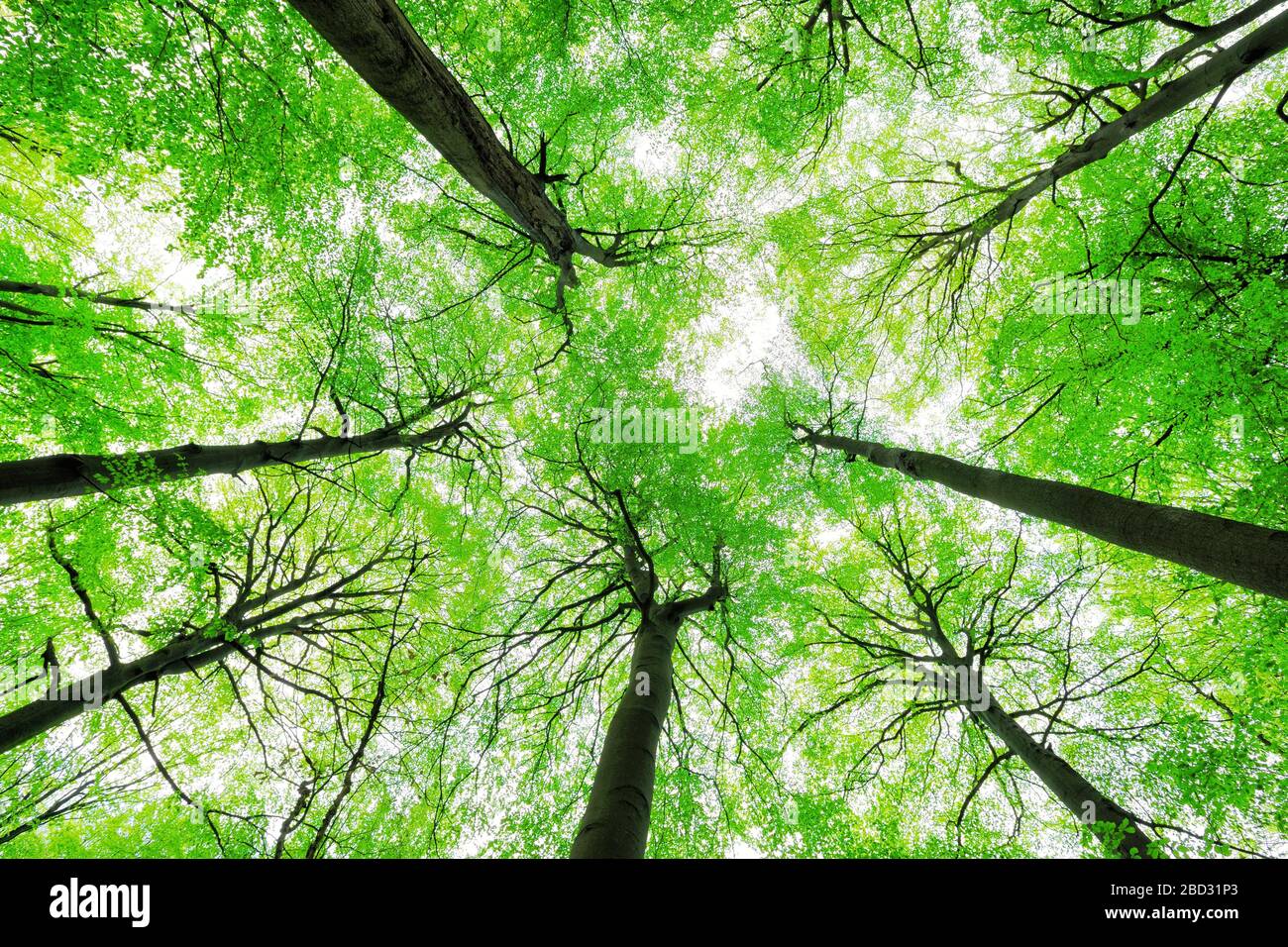 Giant old beeches, natural beech forest, forest reserve Kleinengelein ...